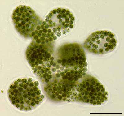 微細藻類の画像 - 植物プランクトンの顕微鏡写真集