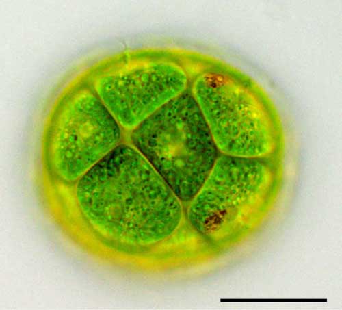 微細藻類の画像 - 植物プランクトンの顕微鏡写真集