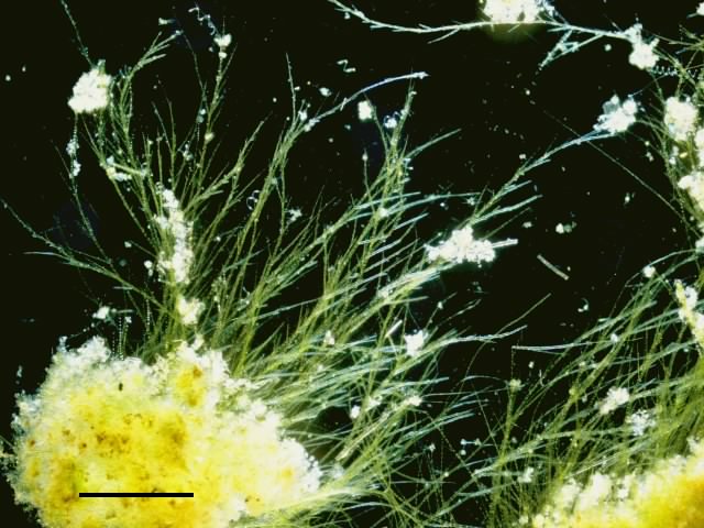 緑色植物門 スティゲオクロニウム（Stigeoclonium）の画像集